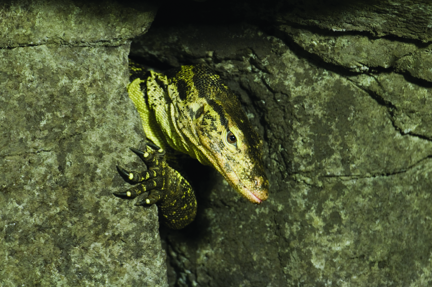 Bindenwaran | Burgers' Zoo Arnheim