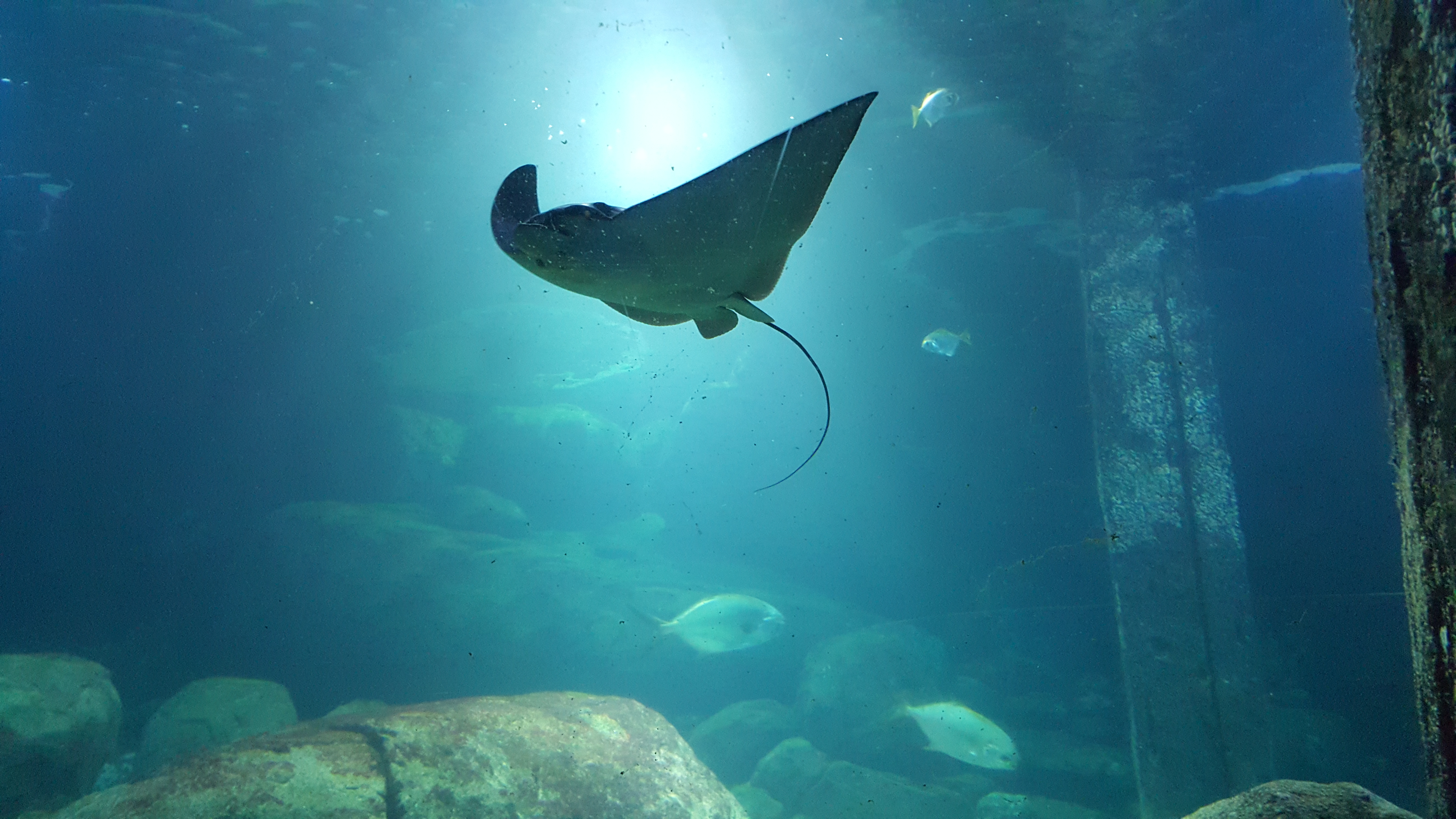 Gefleckte Adlerrochen | Burgers' Zoo Arnheim