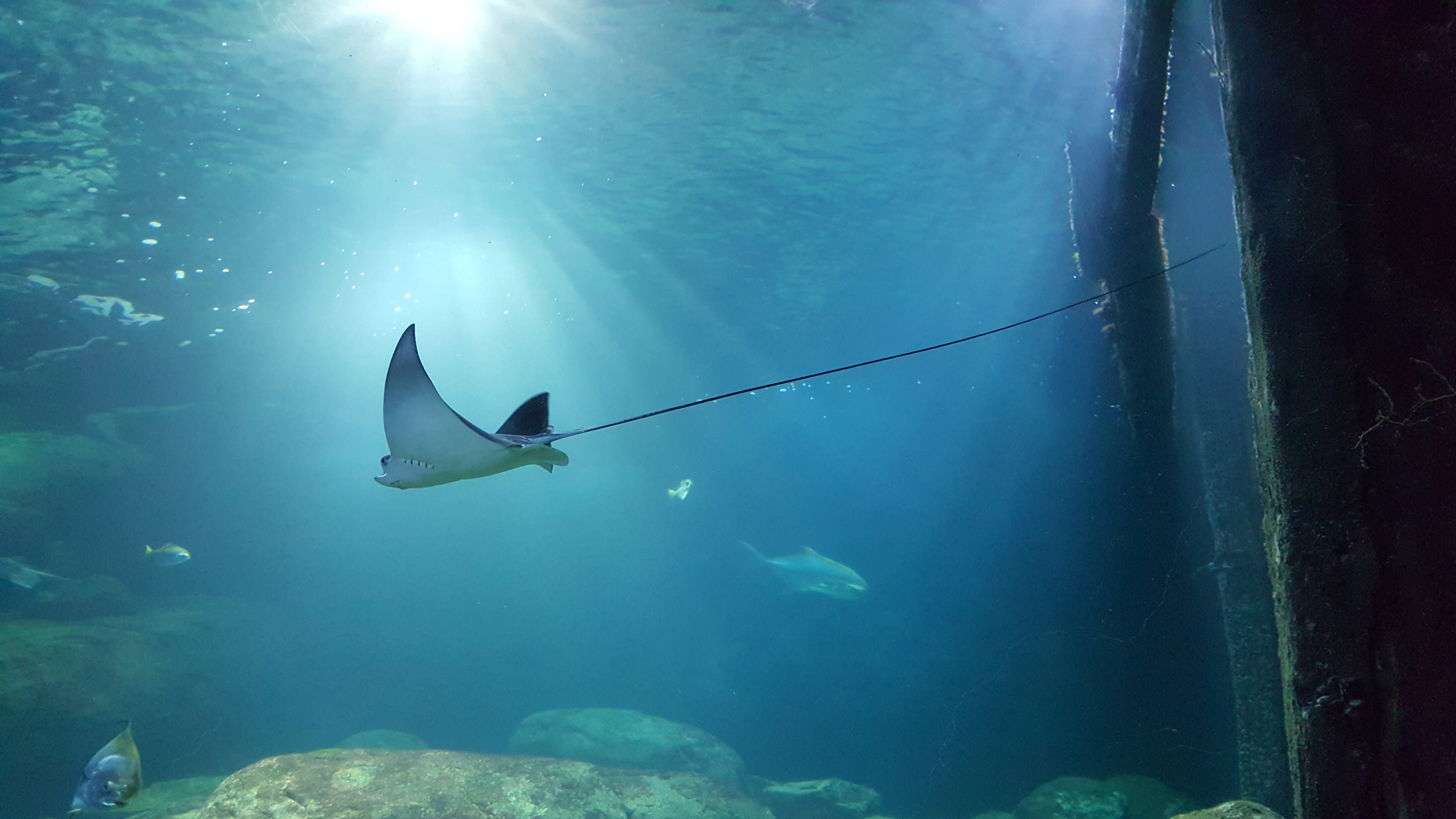Gefleckte Adlerrochen | Burgers' Zoo Arnheim