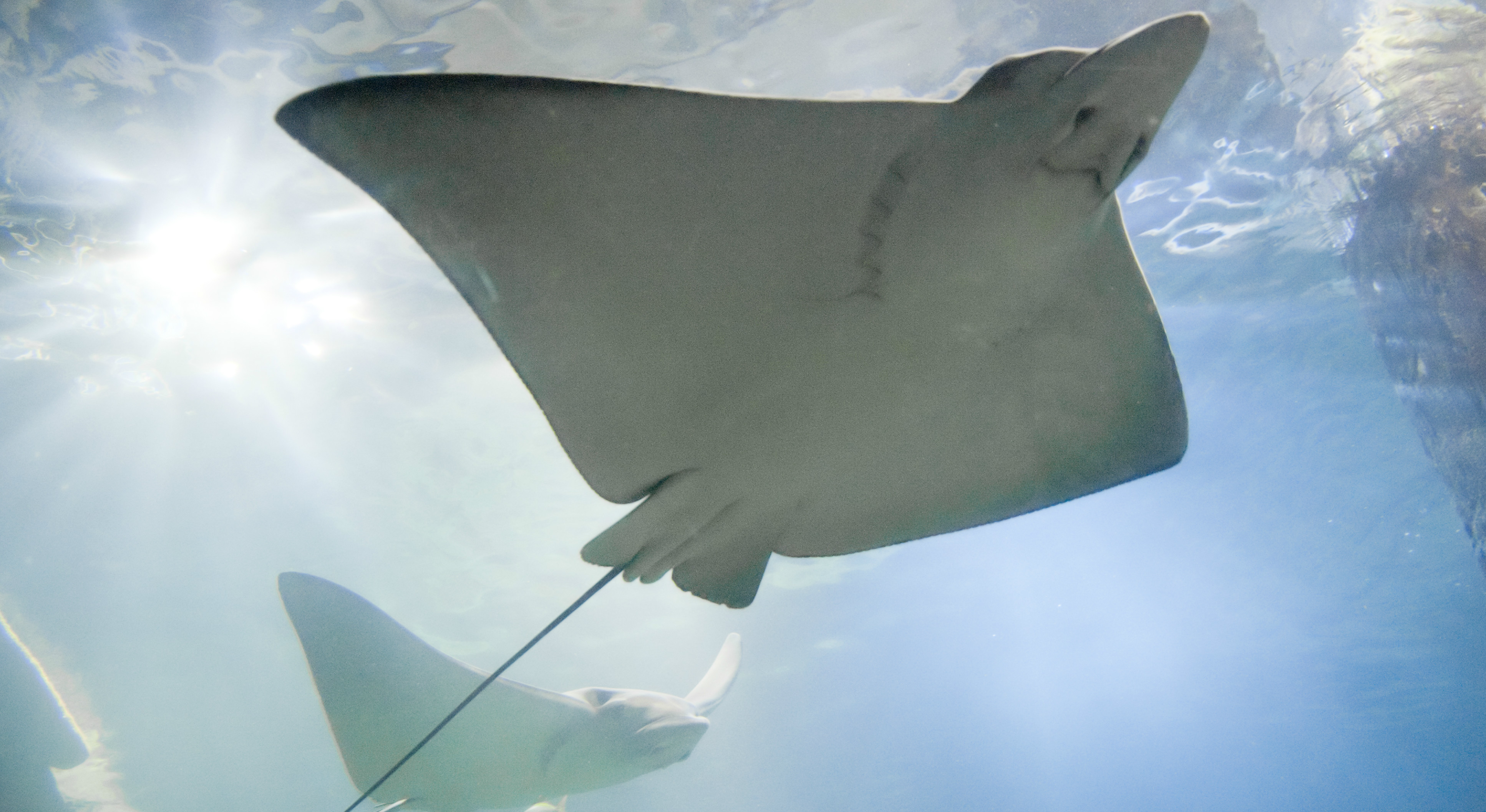 Gefleckte Adlerrochen | Burgers' Zoo Arnheim